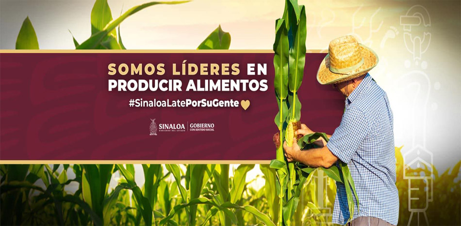 SAyG Sinaloa
